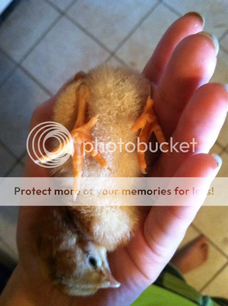 Chick coloring question: chipmunk stripes? *pics* | BackYard Chickens ...