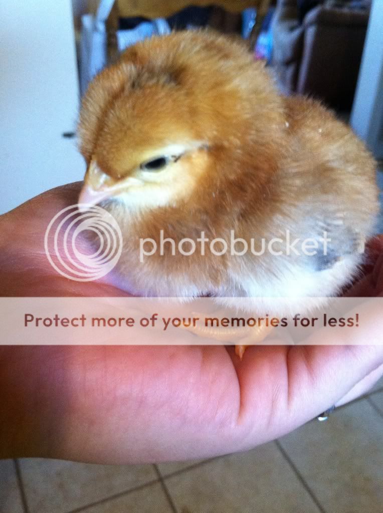 Chick coloring question: chipmunk stripes? *pics* | BackYard Chickens ...