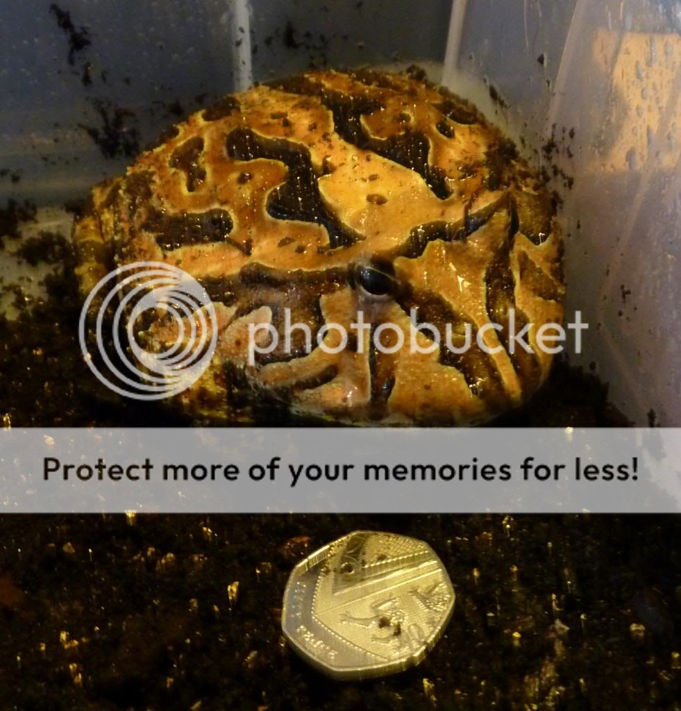 SW England - Fantasy pacman | Reptile Forums